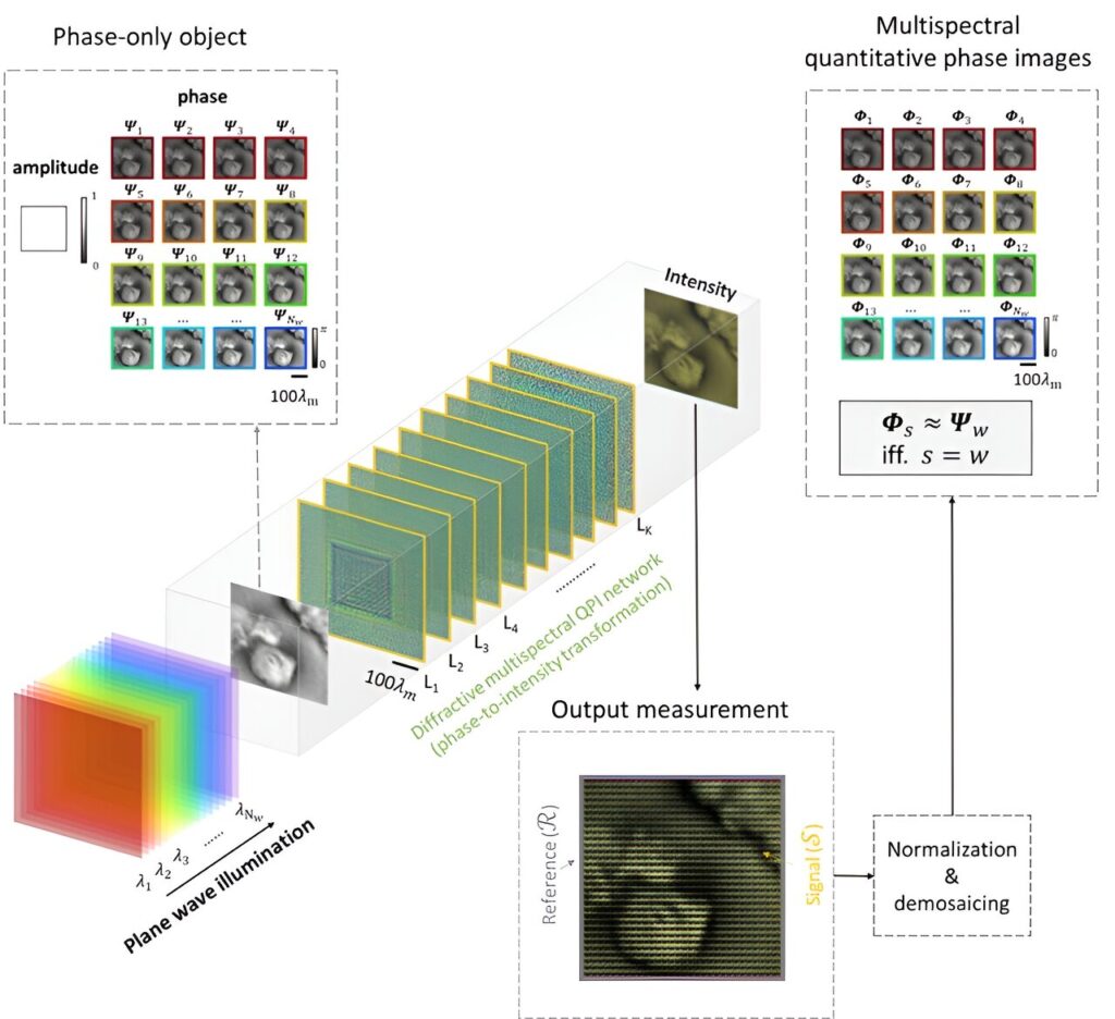 Diffractive optical network enables multispectral quantitative phase ...